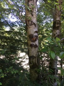Red Alder (Alnus rubra) – Friends of Gualala River